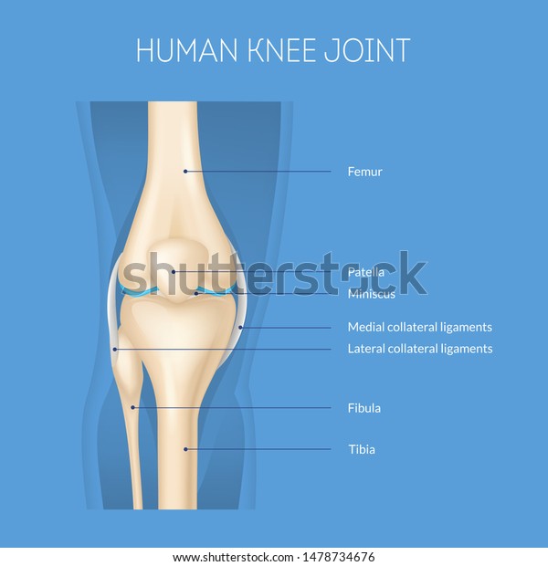 Realistic 3d Detailed Human Knee Joint Stock Vector (Royalty Free ...