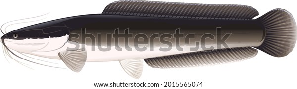 Realistic African Sharptooth Catfish Side View Stock Vector (Royalty ...