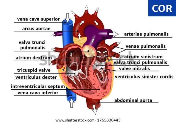 Realistic Anatomy Heart Schematic Illustration Blood Stock Vector ...