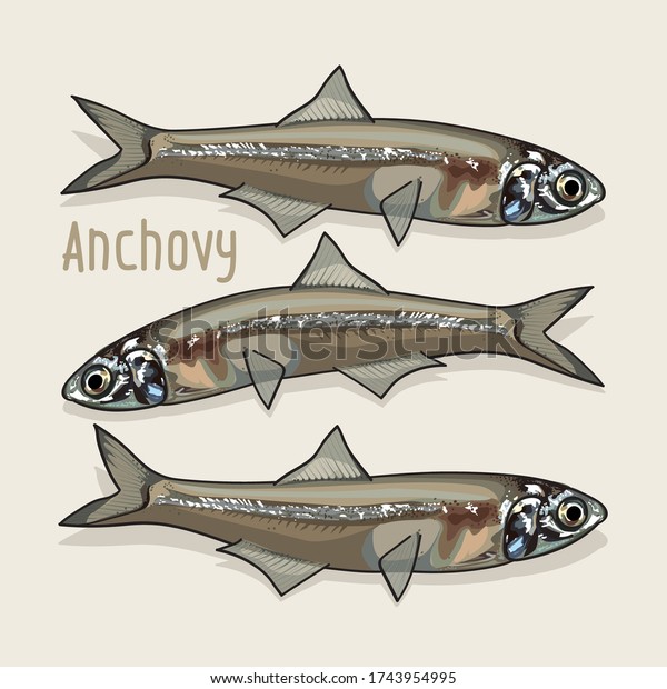 Realistic Anchovy Fish Vector Illustration Lines: เวกเตอร์สต็อก (ปลอด ...