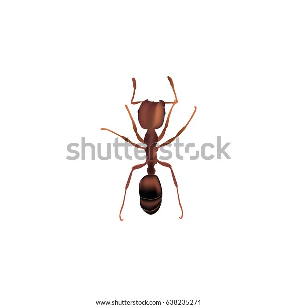 Realistic Ant Element Vector Illustration Realistic: เวกเตอร์สต็อก ...