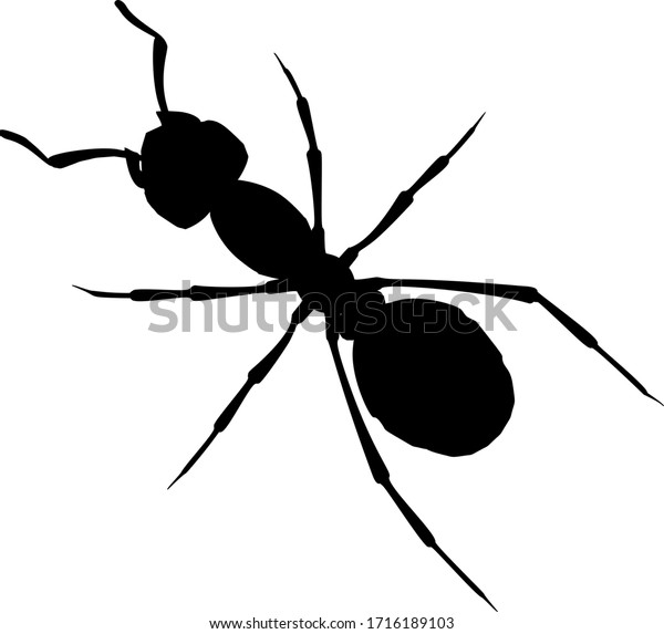 Realistic Ant Vector On White Background Stock Vector (Royalty Free ...
