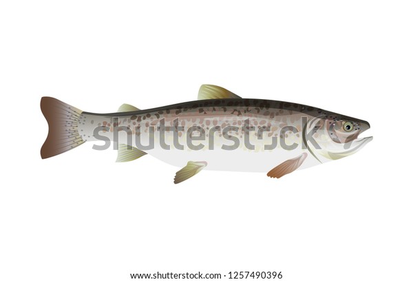 Realistic Atlantic Salmon Side View Vector Stock Vector (Royalty Free ...