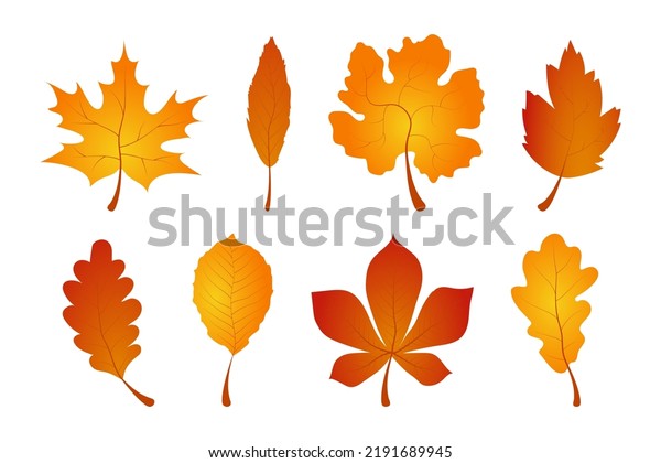 Realistic Autumn Leaf Collection Autumn Leaves Stock Vector (Royalty ...