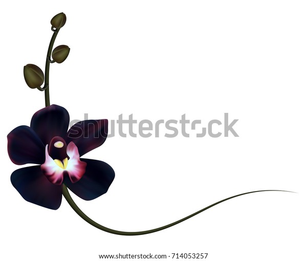 Realistic Black Orchid Frame Corner Stock Vector (Royalty Free) 714053257