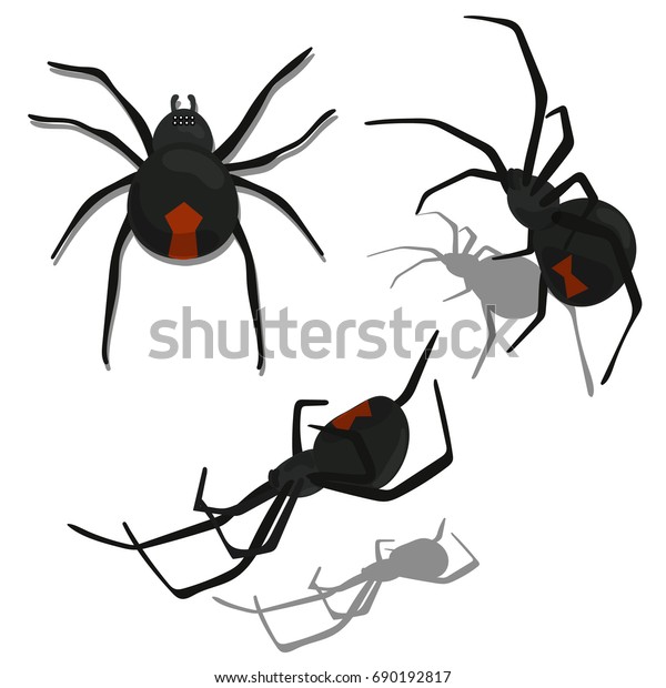 Realistic Black Widow Spider Three Positions: vector de stock (libre de ...