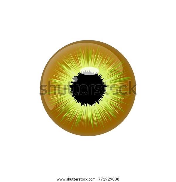 Realistic Brown Eye Hazel Iris Eye Stock Vector (Royalty Free ...