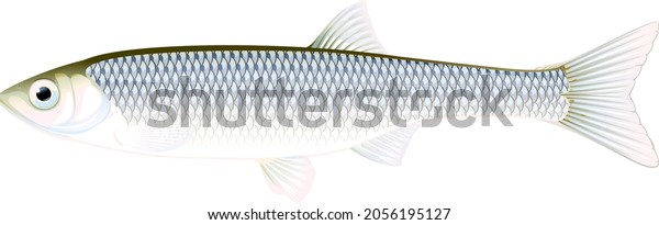 Realistic Common Bleak Fish Isolated Illustration Stock Vector (Royalty ...