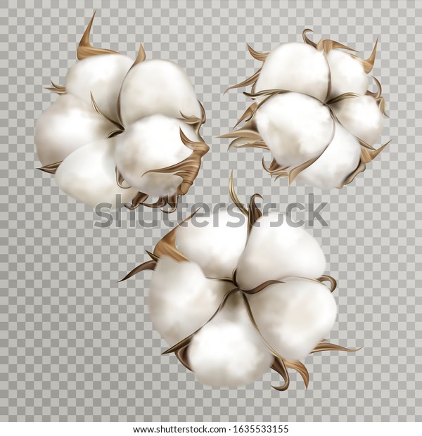 Realistic Cotton Branches Flowers Beautiful Plant Stock Vector (Royalty ...