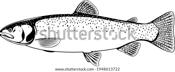 Realistic Cutthroat Trout Fish Isolated Illustration Stock Vector ...