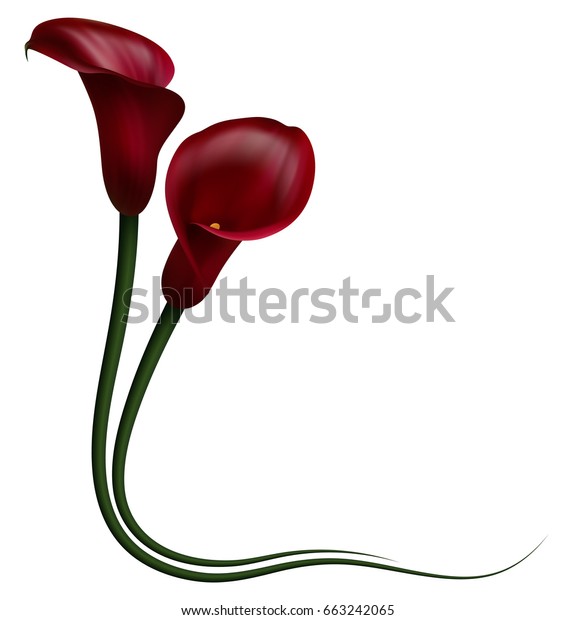 Realistic Dark Red Calla Lily Corner Stock Vector (Royalty Free ...