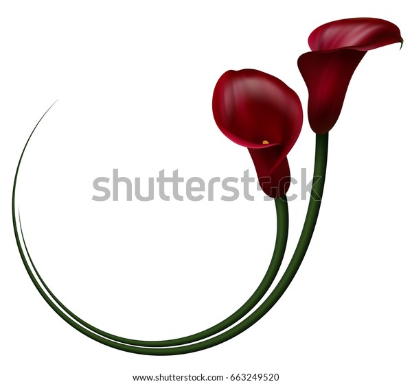 Realistic Dark Red Calla Lily Circle Stock Vector (Royalty Free ...