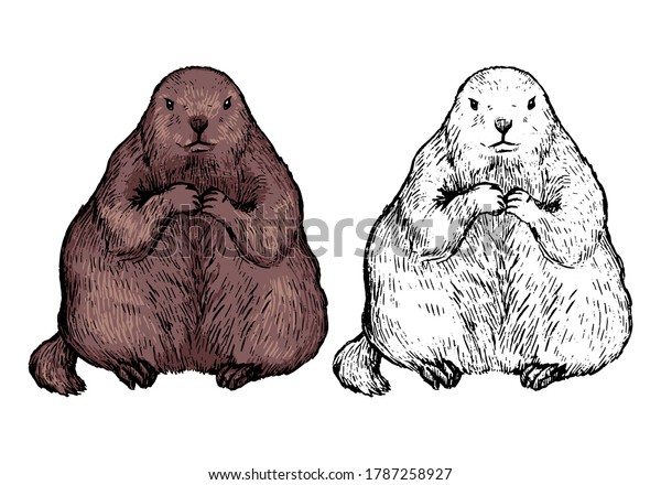 Realistic Drawing Sitting Groundhog Ink Sketch Stock Vector (Royalty ...
