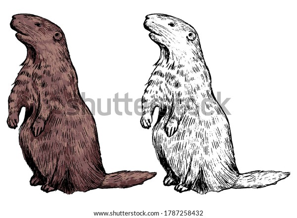 Realistic Drawing Standing Groundhog Ink Sketch 库存矢量图（免版税）1787258432 ...