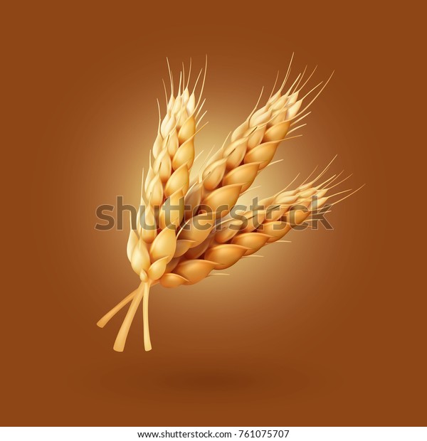 Realistic Ear Wheat Vector Illustration Stock Vector (Royalty Free ...