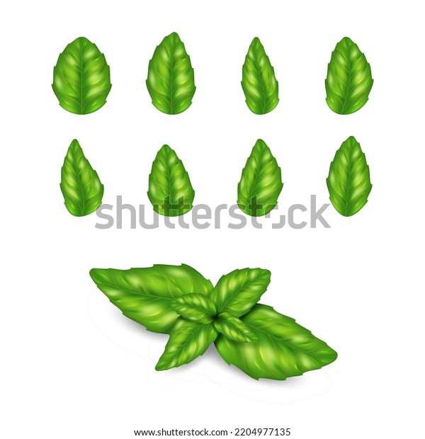 Realistic Fresh Basil Leaves Isolated Aromatic Stock Vector (Royalty ...