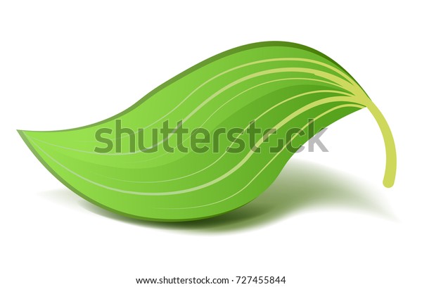Realistic Green Leaf Vector Illustration Isolated: เวกเตอร์สต็อก (ปลอด ...