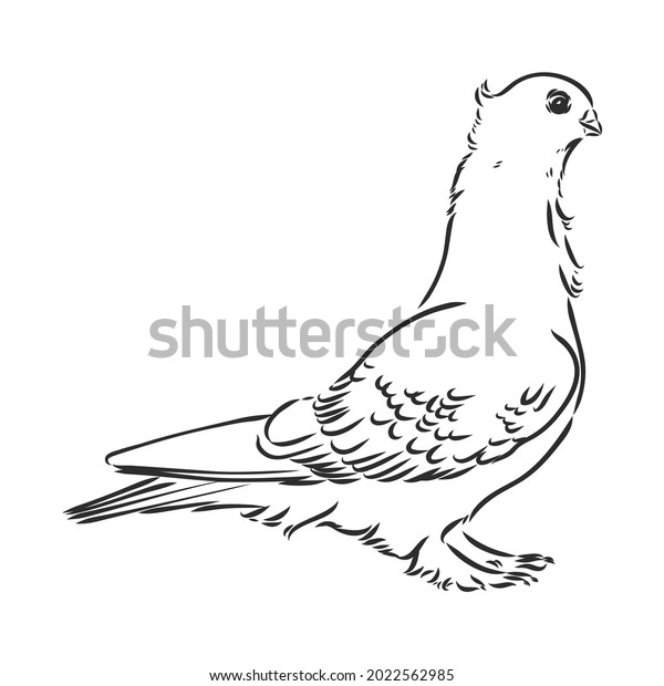 Realistic Hand Drawn Dove Vector Illustration Stock Vector (Royalty ...