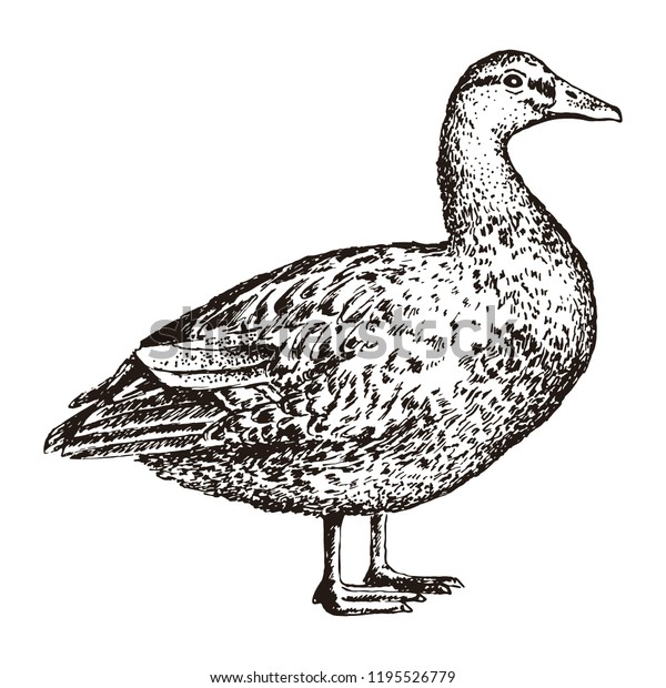 949 Duck Realistic Drawing Images, Stock Photos & Vectors | Shutterstock