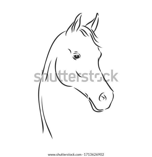 Realistic Horse Portrait Vector Illustration Horse Stock Vector ...