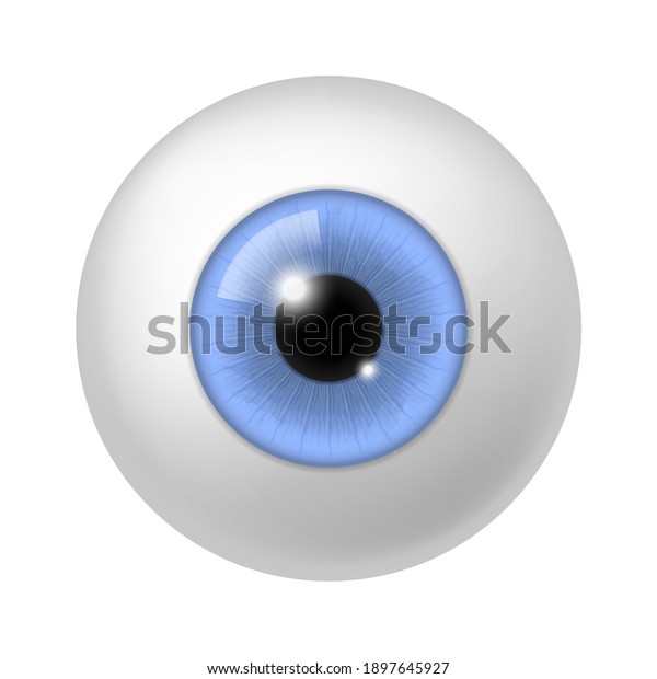 Realistic Human Eyeball Anatomy Blue Eye Stock Vector (Royalty Free ...