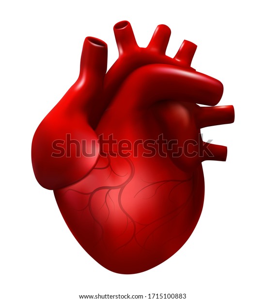 Realistic Human Heart Vector Illustration 3d: เวกเตอร์สต็อก (ปลอดค่า ...