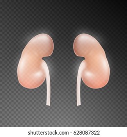 Realistic Human Kidneys On Transparent Background: เวกเตอร์สต็อก (ปลอด ...