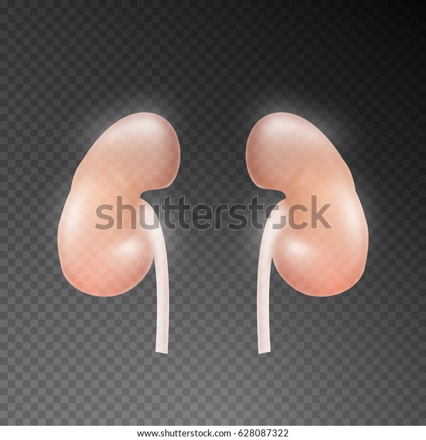 Realistic Human Kidneys On Transparent Background 스톡 벡터(로열티 프리 ...