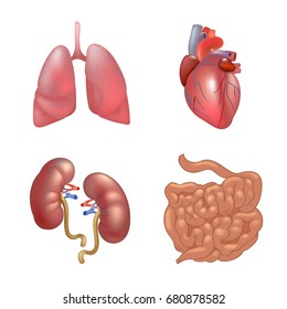 Realistic Human Organs Set Anatomy Stock Vector (Royalty Free ...