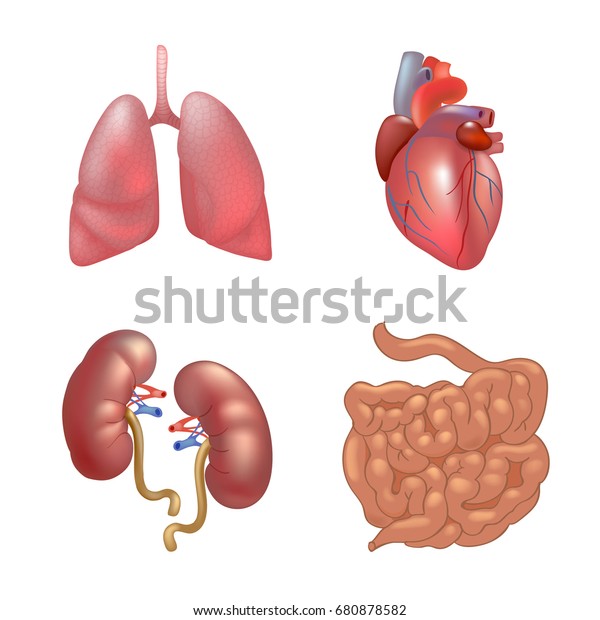Realistic Human Organs Set Anatomy Stock Vector (Royalty Free ...