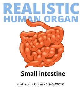 Realistic Human Small Intestine Isolated On Stock Illustration ...