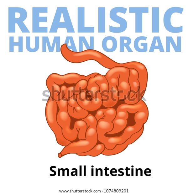 Realistic Human Small Intestine Isolated On Stock Vector (Royalty Free ... Realistic Human Small Intestine Isolated On Stock Vector (Royalty Free ...