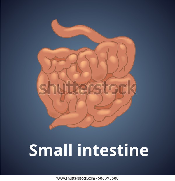 Realistic Human Small Intestine Isolated On Stock Vector (Royalty Free ... Realistic Human Small Intestine Isolated On Stock Vector (Royalty Free ...