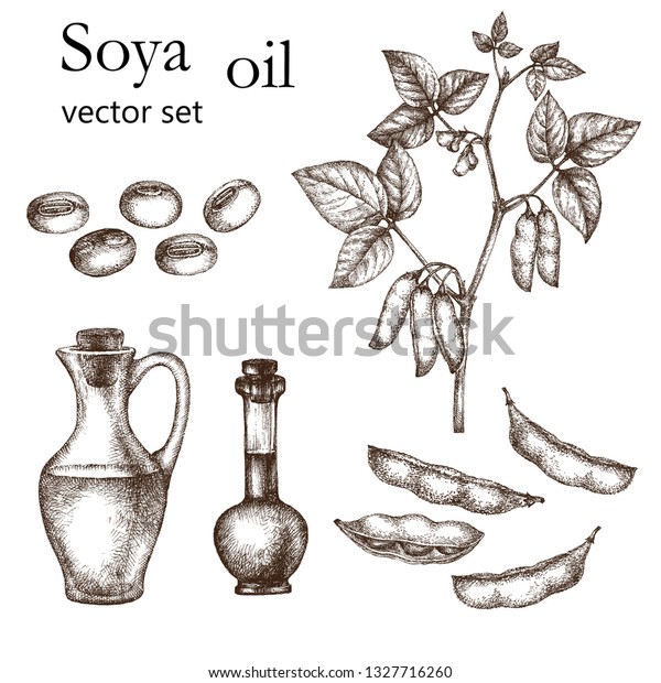 Realistic Illustration Soya Botanical Drawing Plant: vector de stock ...