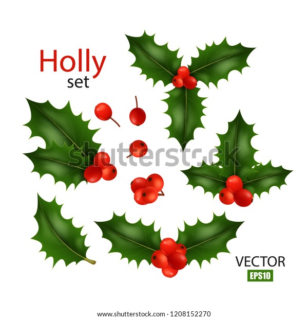 Realistic Image Set Holly Different Variations Stock Vector (Royalty ...