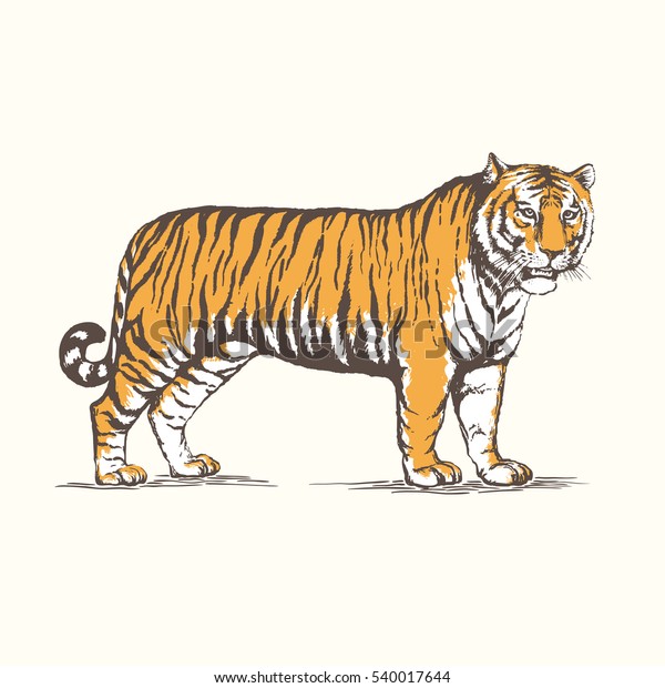 Realistic Image Tiger Vector Illustration Stock Vector (Royalty Free ...