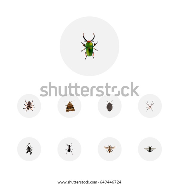 Realistic Insect Spider Wisp Other Vector Stock Vector (Royalty Free ...