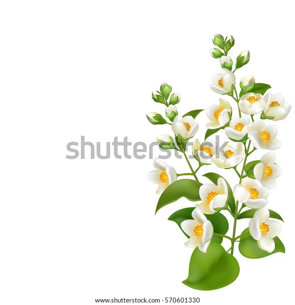 Realistic Jasmine Flower Design Vector Realistic Stock Vector (Royalty ...