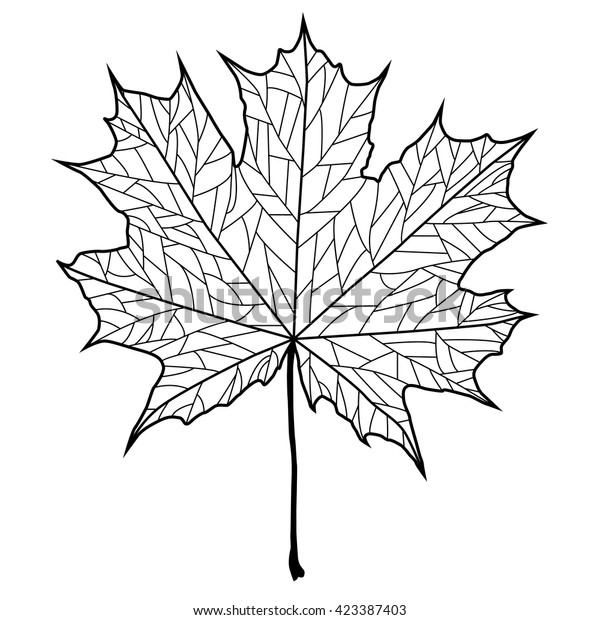 Realistic Maple Leaf Black Contour On 库存矢量图（免版税）423387403