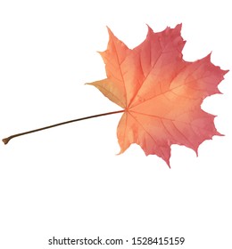 Realistic Maple Leaf Isolated On White Stock Vector (Royalty Free ...