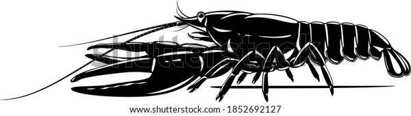 Realistic Narrowclawed Crayfish Black White Isolated Stock Vector ...