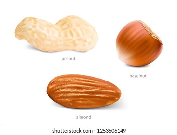 Realistic Nuts Isolated On White Background Stock Vector (Royalty Free ...