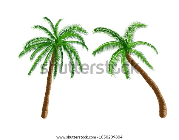 Realistic Palm Tree Isolated On White Stock Vector (Royalty Free ...