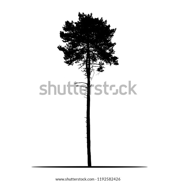Realistic Silhouette Tree Pine Branches Needle Stock Vector (Royalty ...