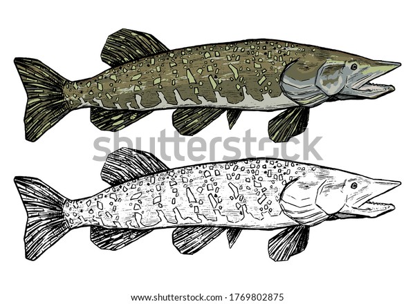 Realistic Sketch Drawing Pike Fish Hand Stock Vector (Royalty Free ...