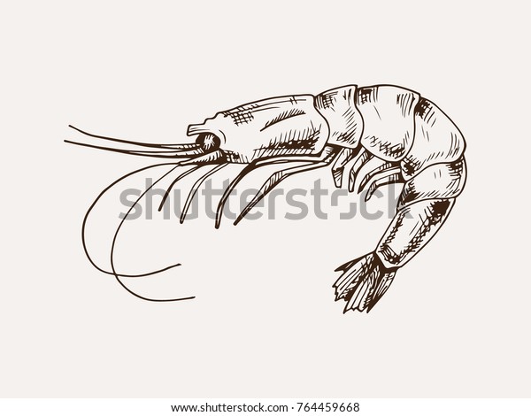 Realistic Sketch Shrimp Stock Vector (Royalty Free) 764459668