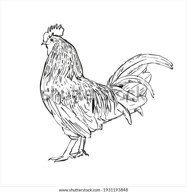 Realistic Style Rooster Hand Drawn Vintage Stock Vector (Royalty Free ...