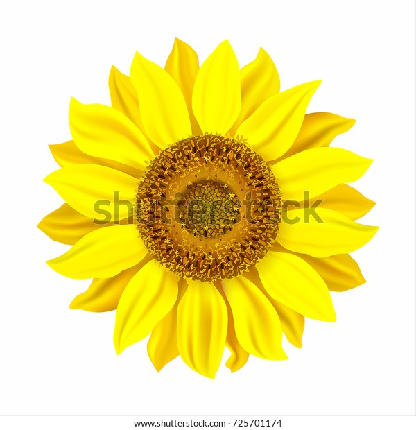 Realistic Sunflower Isolated On White Vector Stock Vector (Royalty Free ...