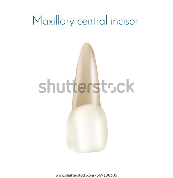 Realistic Tooth Apex Maxillary Central Incisor Stock Vector (Royalty ...