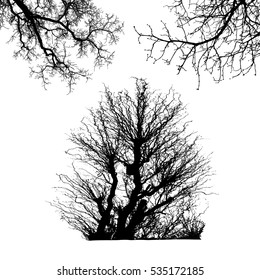 Realistic Tree Branches Silhouette Vector Illustrationeps10: vector de ...